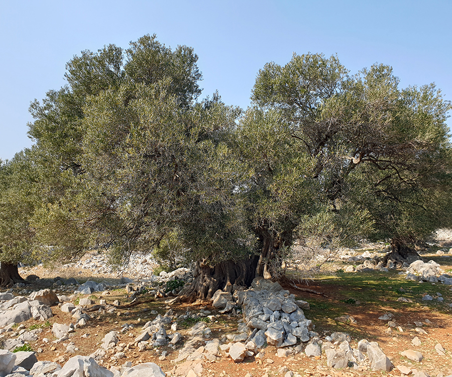 Explore Olive gardens of Lun – Olive gardens of Lun
